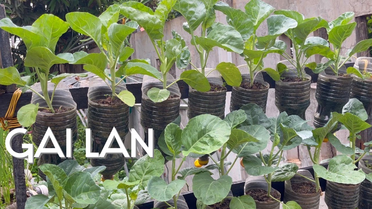 How to grow GAI LAN vertically - YouTube