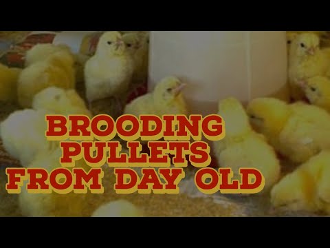 Brooding Chickens From Day Old #brooding #chicken #pullet - YouTube
