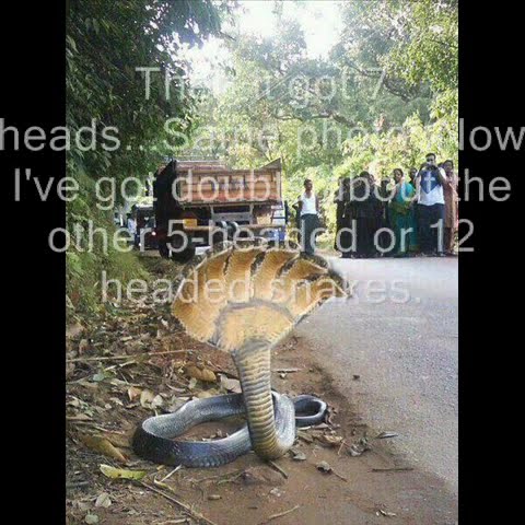 Snake With '"Many"' heads - YouTube