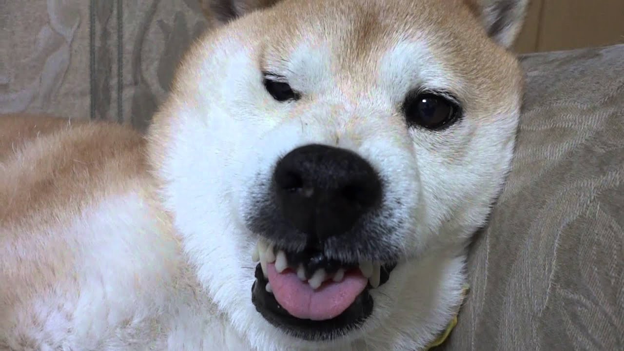 怒る柴犬 Angry Dog - YouTube