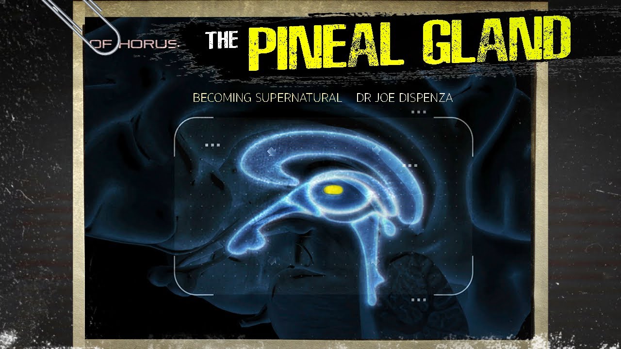 The Pineal Gland (extremely detailed explanation!) - YouTube