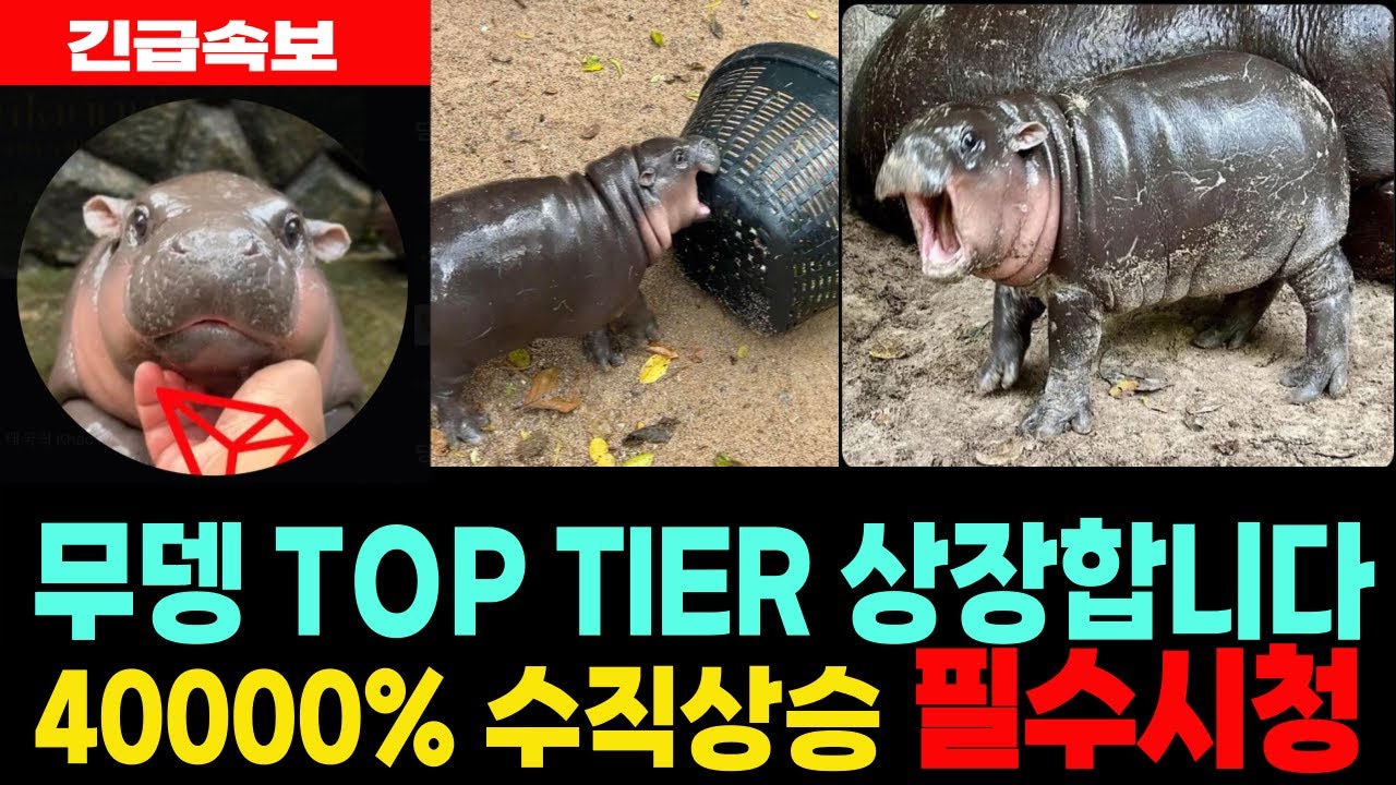 [무뎅 밈코인] MooDeng - 긴급속보 TOPTIER 상장합니다 40000% 수직상승 필수시청 코미녀tv - YouTube