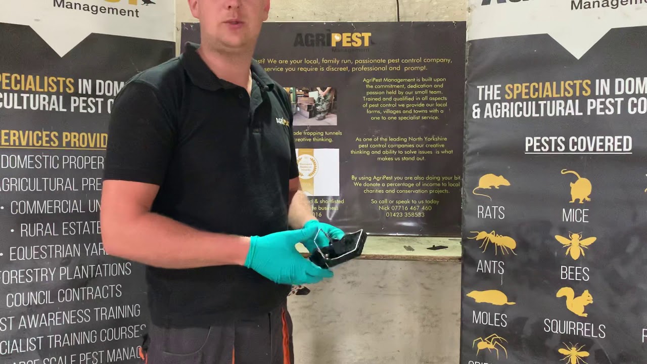 How to set a rat trap - YouTube