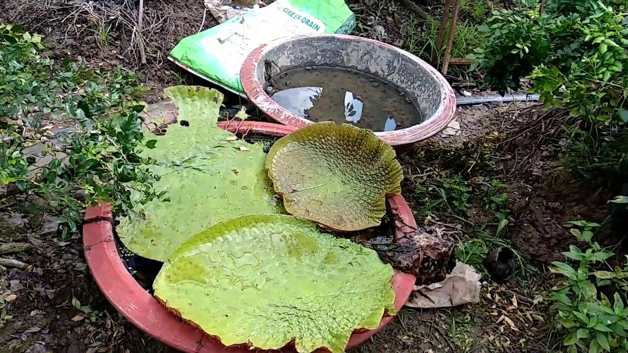 Cây giống sen vua khổng lồ, cây có lá lớn nhất trong các loại thực vật ...