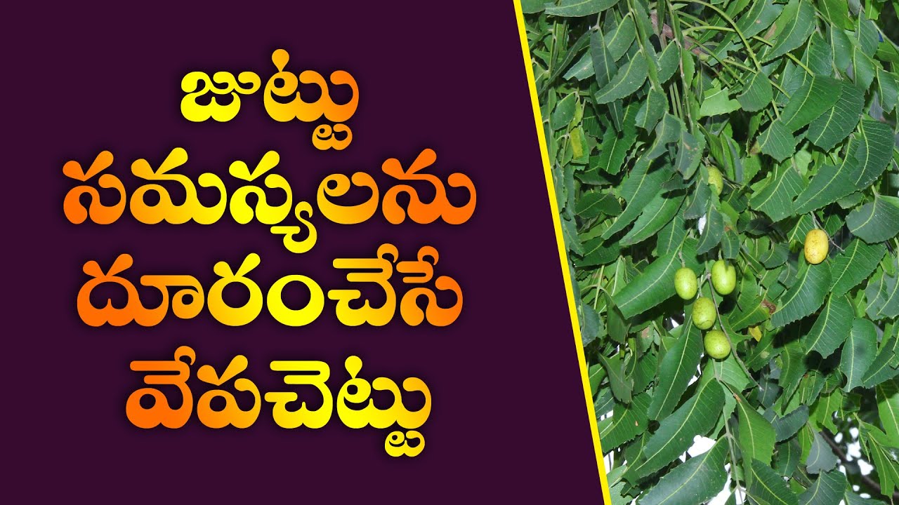 జుట్టు సమస్యలను దూరం చేసే వేపచెట్టు ||vepa chettu upayogalu||vepa ...