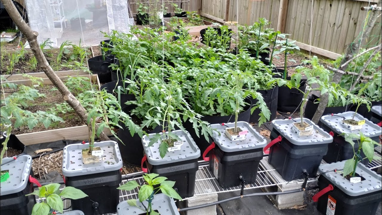 Making an Easy Hydroponic Bato Bucket - YouTube