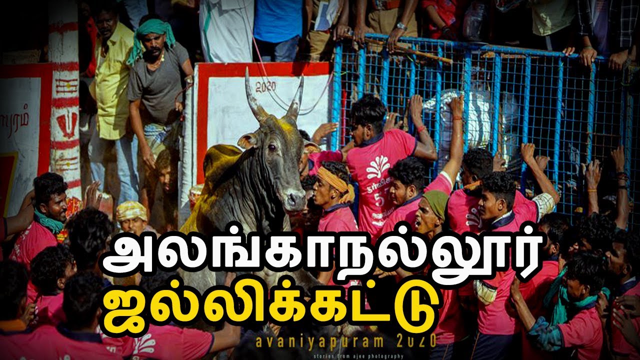 Alanganallur Jallikkattu | Jallikkattu In Alanganallur Madurai - YouTube