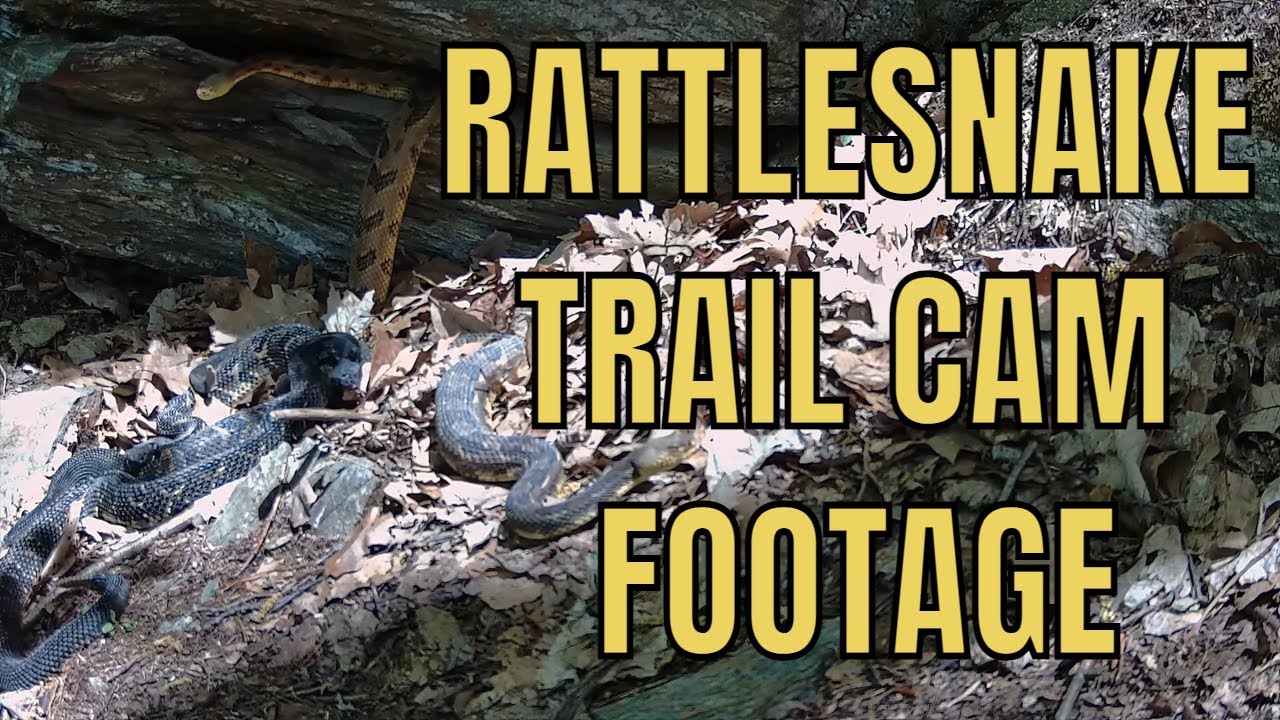 TIMBER RATTLESNAKE DENS/TRAIL CAM FOOTAGE - YouTube