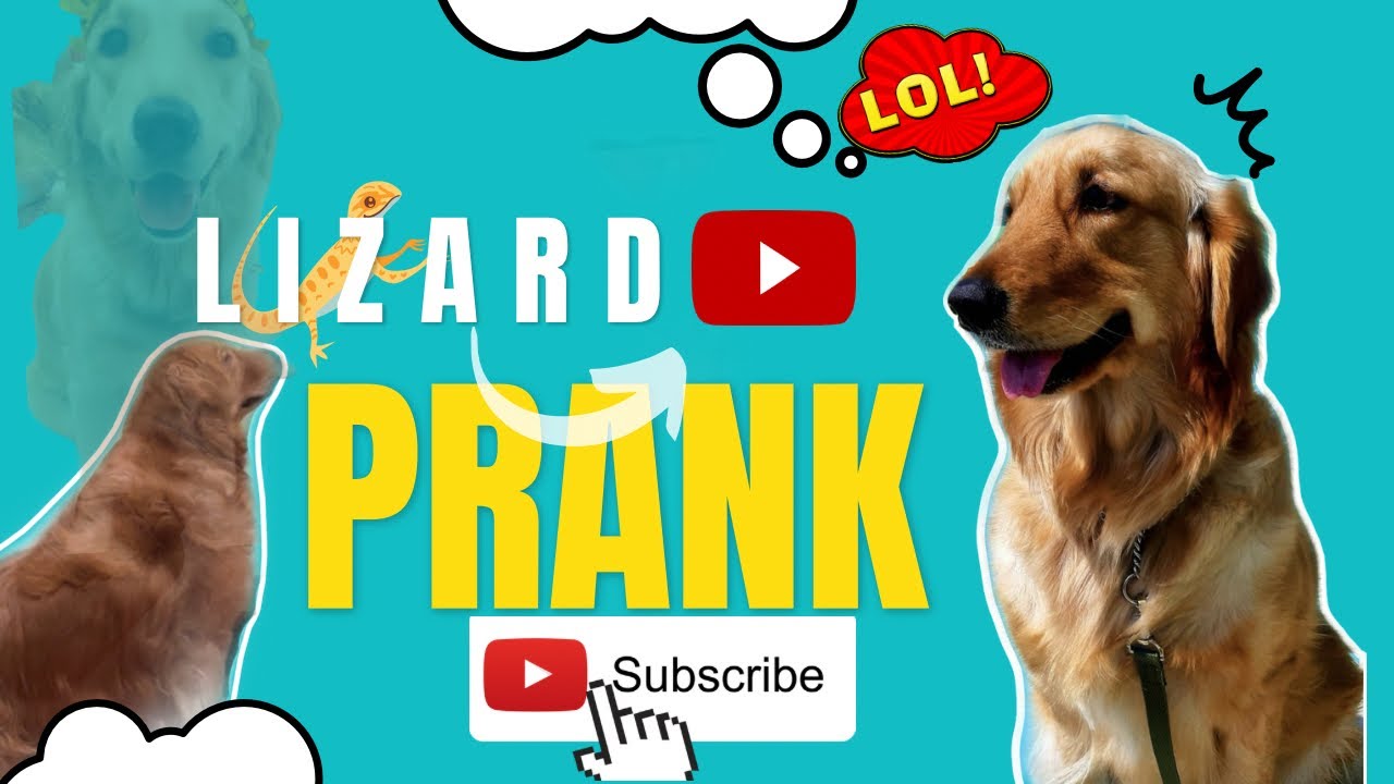 Fake Lizard 🦎 Prank on my Dog 😱🤣#goldenretriever #pranks #funny # ...