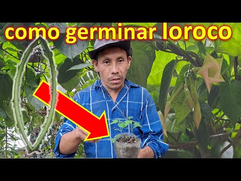 como germinar la semilla del loroco para hacer una loroquera y tener ...