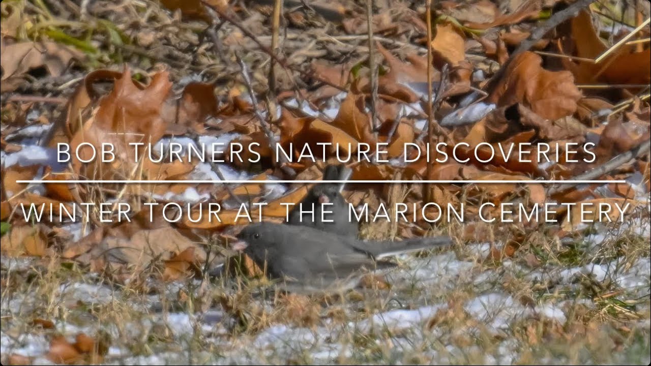 Nature Discoveries 130: Bob Turners Winter Tour At Marion Cemetery # ...