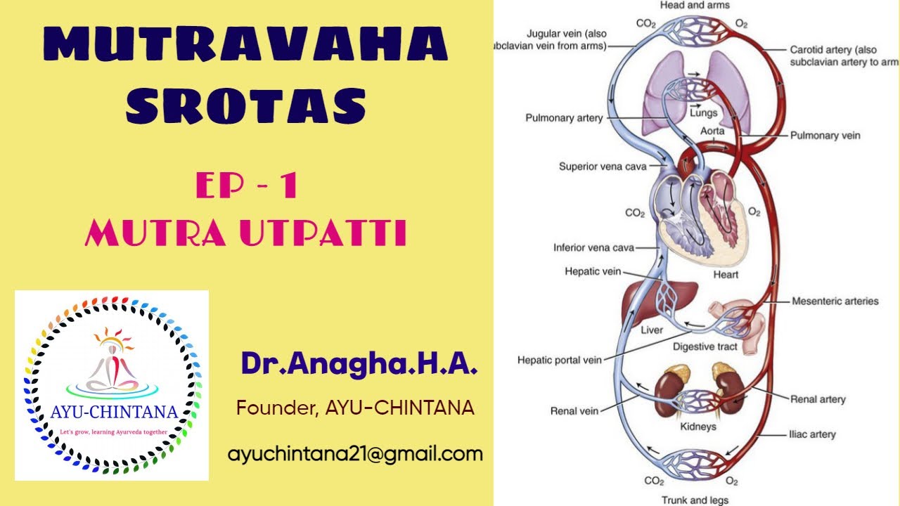 MUTRAVAHA SROTAS | EP -1 MUTRA UTPAATI - YouTube