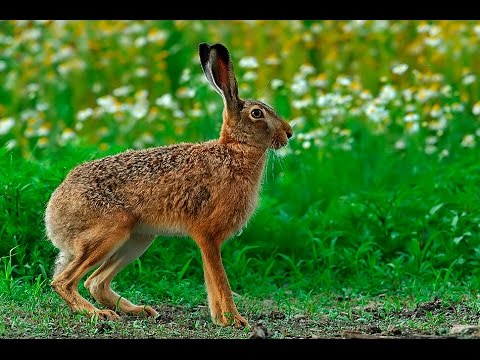 smieszny zajac - YouTube
