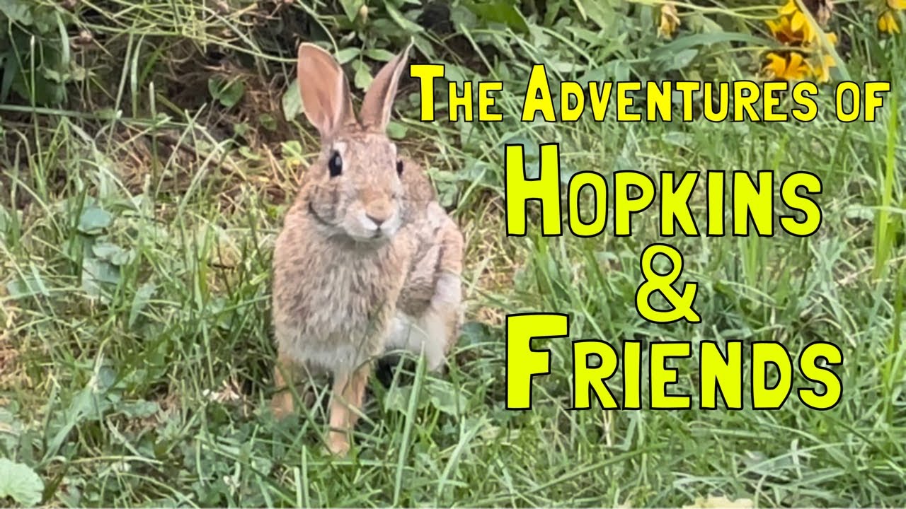 Uncover Secrets: Cotton Tail Rabbits' Feast - YouTube