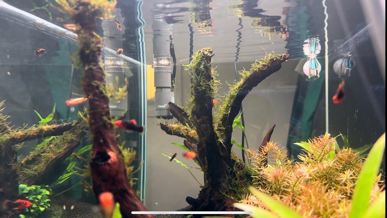 Waterbox Clear Mini 30 Cinematic - YouTube