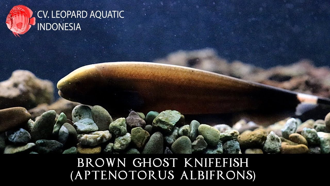 Aptenotorus albifrons. The Unusual BROWN GHOST KNIFEFISH! (Leopard ...