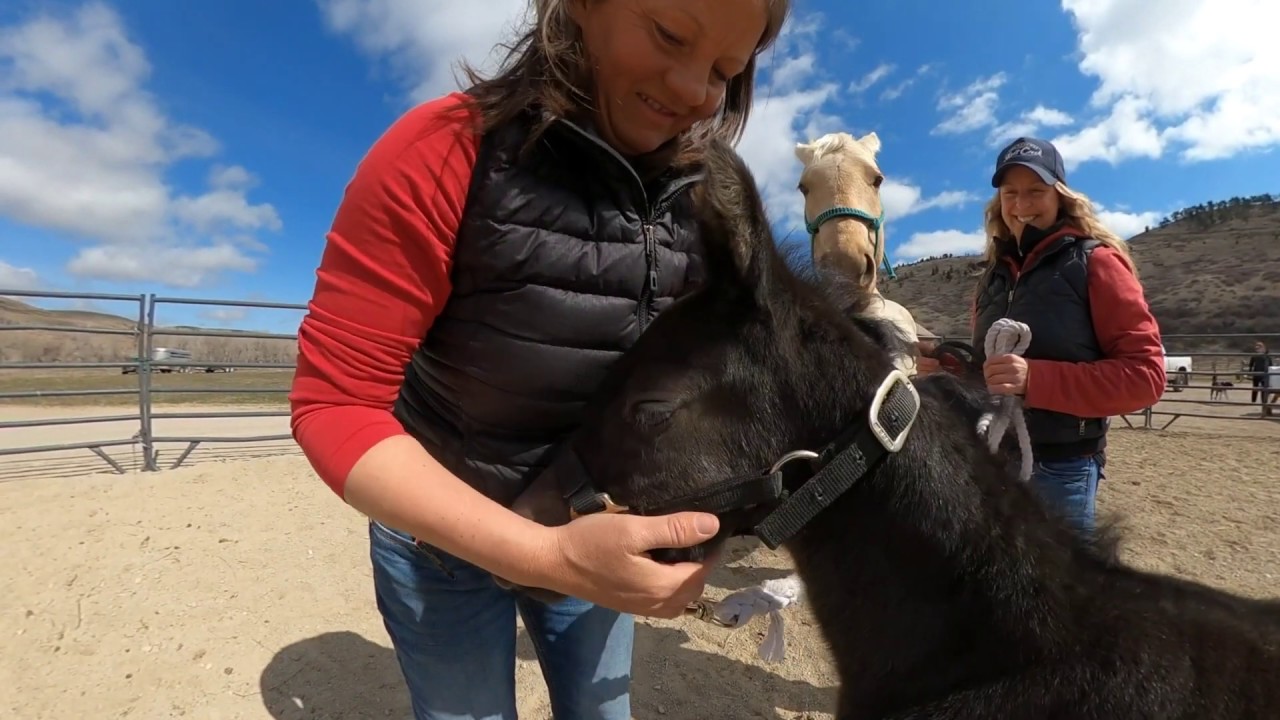 Halter Training a 4-day old colt. - YouTube