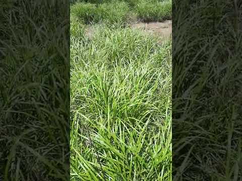 Cuando es mas fácil sacar zacate buffel (Pennisetum ciliare) - YouTube
