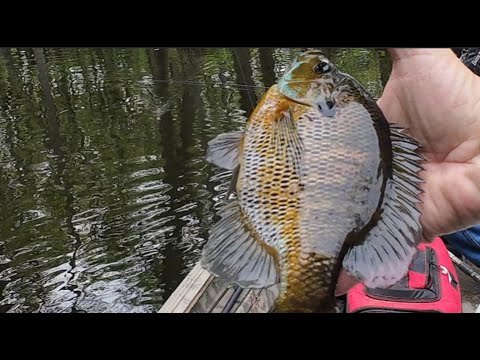 Monster Bream & Shellcracker Nonstop Action! - YouTube