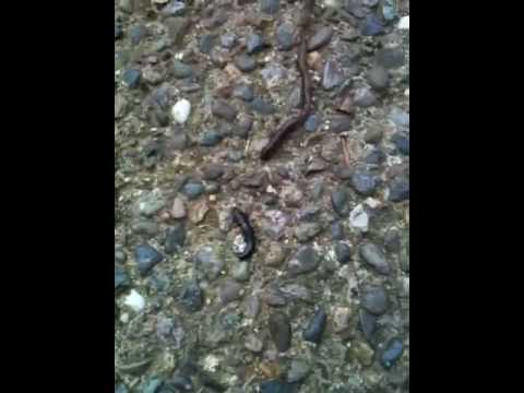 Worm Fight! - YouTube