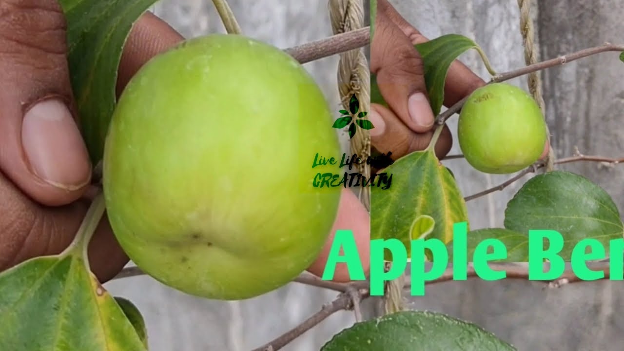 #terrace_gardening #apple_ber #organic How to grow Apple Ber in pot ...