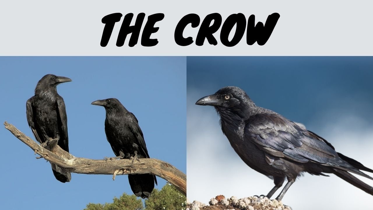 "UWAK" (CROW)_MAY DULOT NGA BA ITONG MALAS" || WORLD'S MOST FASCINATING ...