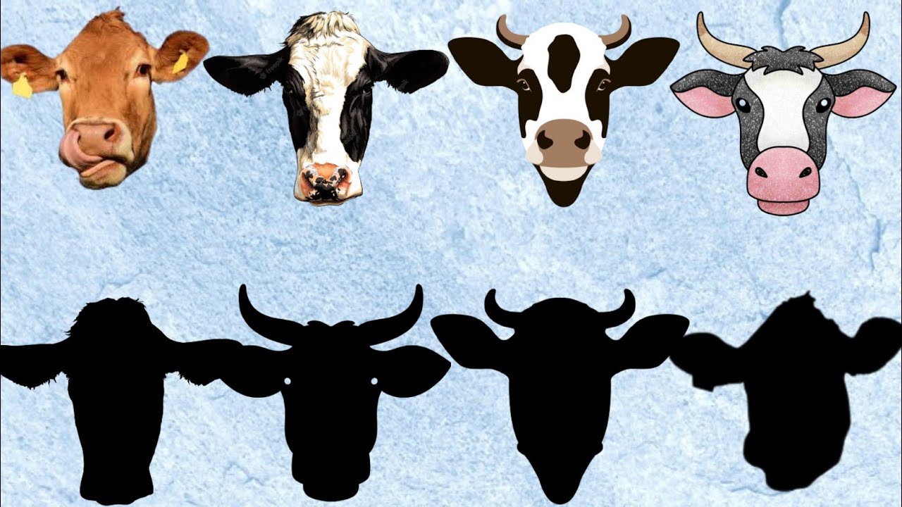 cow- match the head puzzle - YouTube