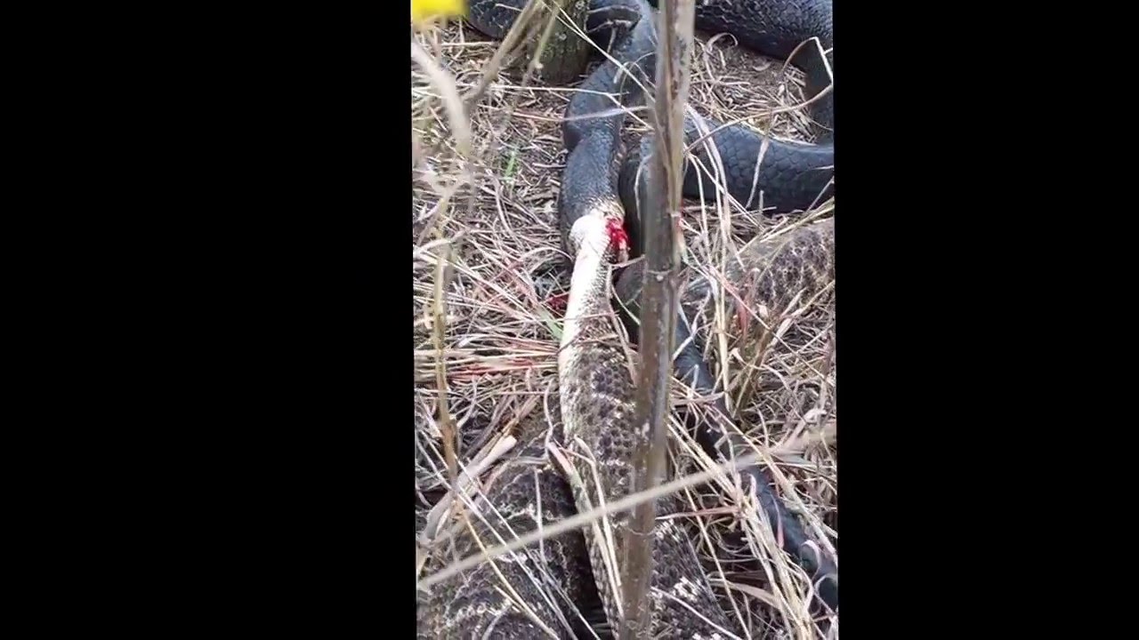Indigo snake eating a rattlesnake - YouTube