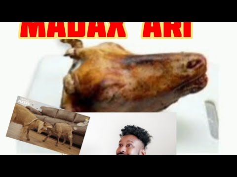 MARKI IGU HOREYSAY AAN CUNI RABO MADAX ARI - YouTube