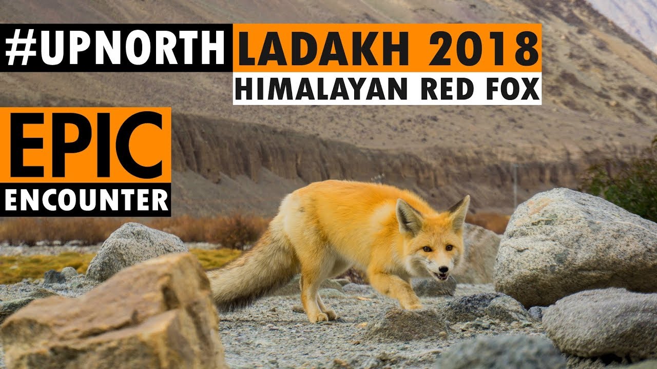 Himalayan Red Fox | Ladakh 2018 | UpNorth | Epic Encounter - YouTube