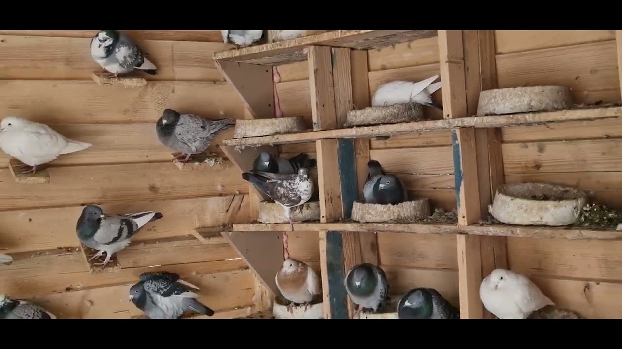 Porumbei Voiajori construiesc cuiburile pentru ouat ‼️🕊🐦😊 - YouTube