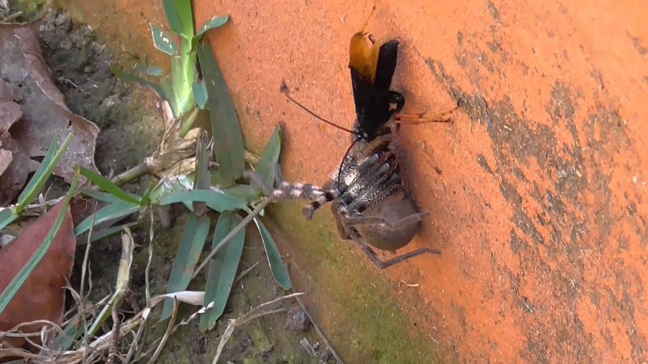 Spider-Hunting Wasps - YouTube