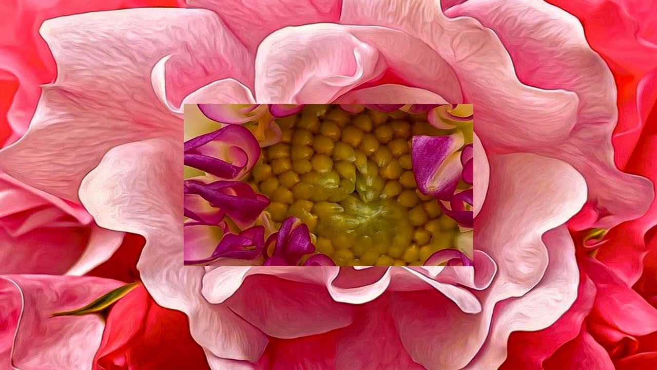 Amazing flowers, so outstanding! (HD1080p) - YouTube