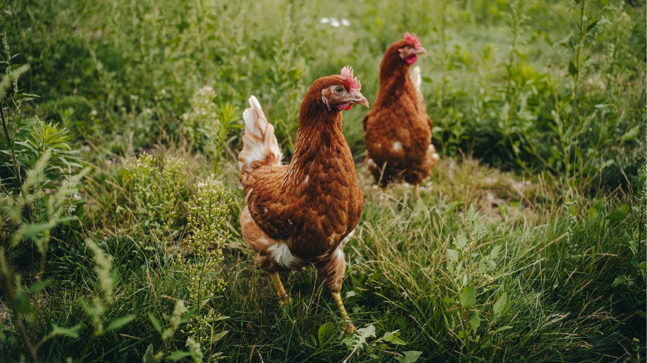 gurkerl.at ️ regionale Betriebe | BIO-Hof Trimmel | BIO Freiland Eier ...