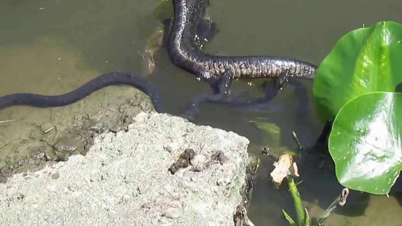 Snake vs Catfish - YouTube