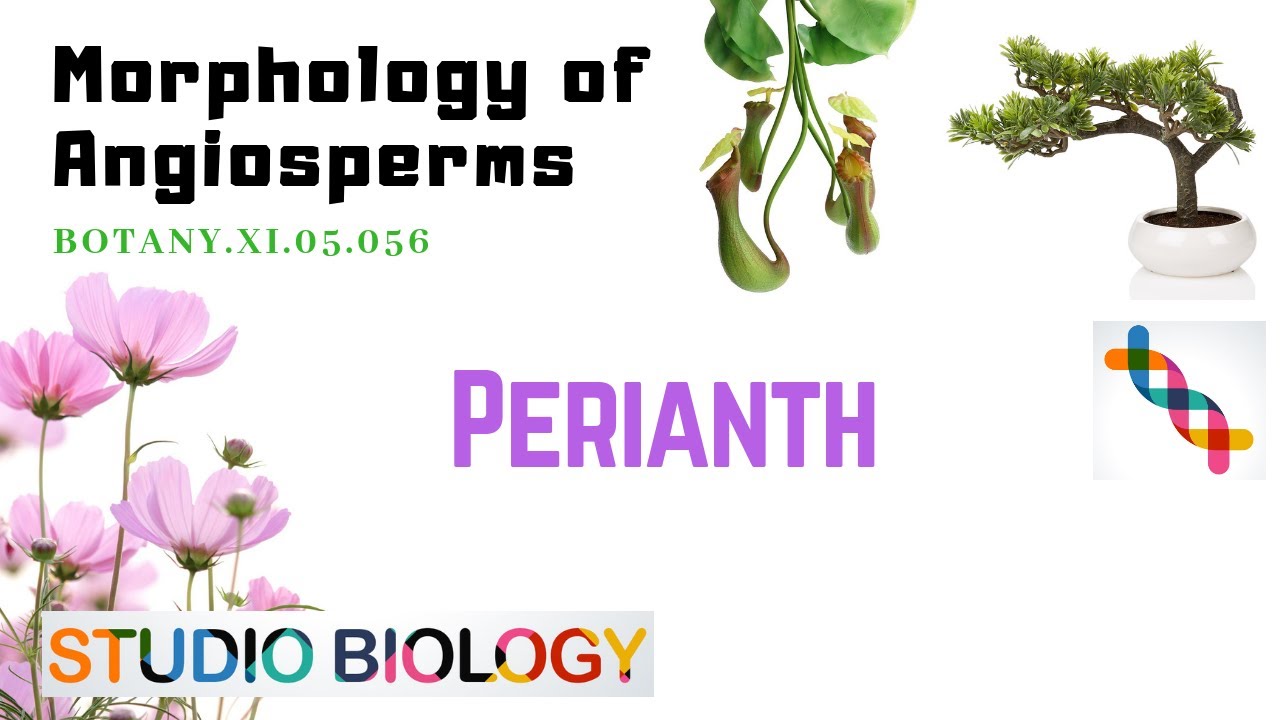 BOTANY XI.05.056 – Morphology of Angiosperms – Perianth - YouTube