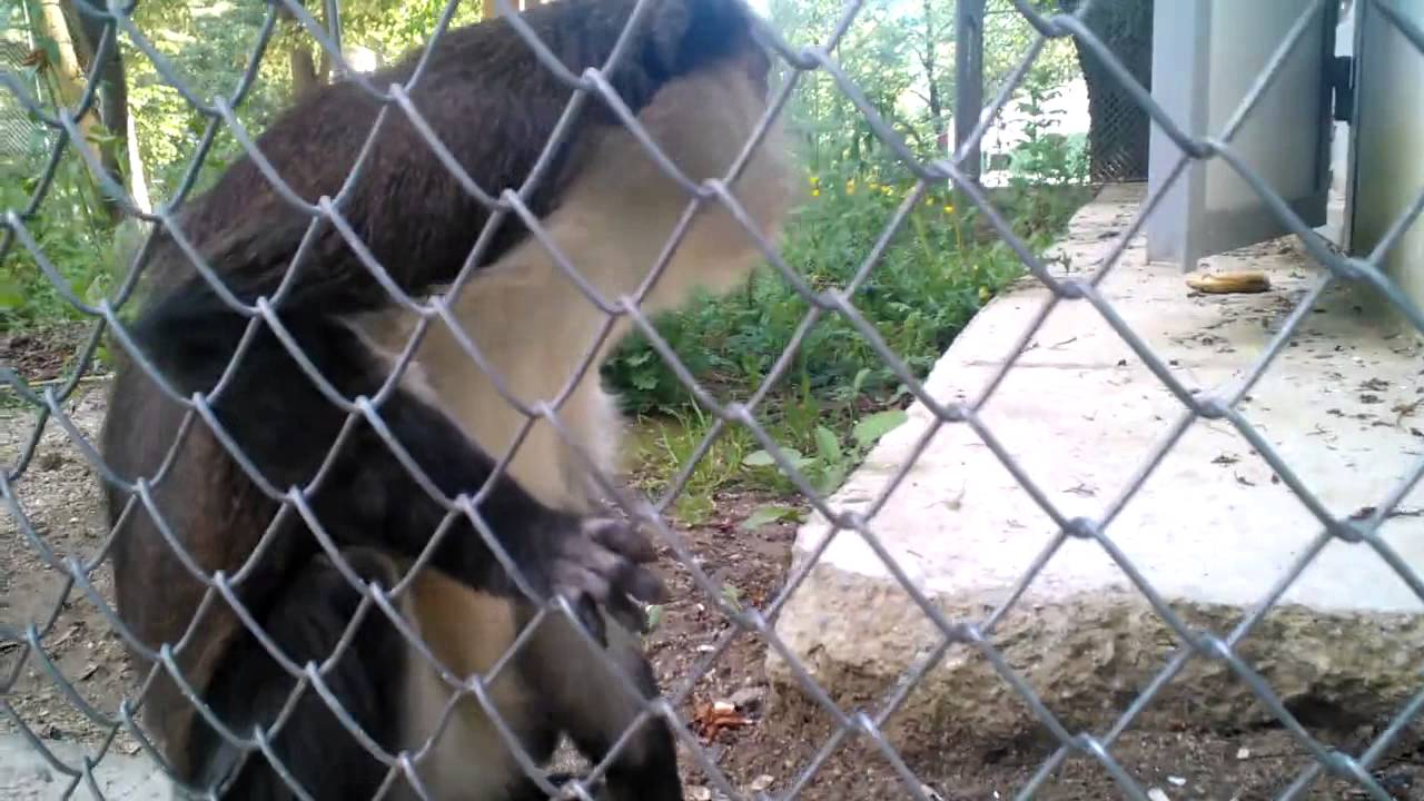 The real barking monkey ! - YouTube
