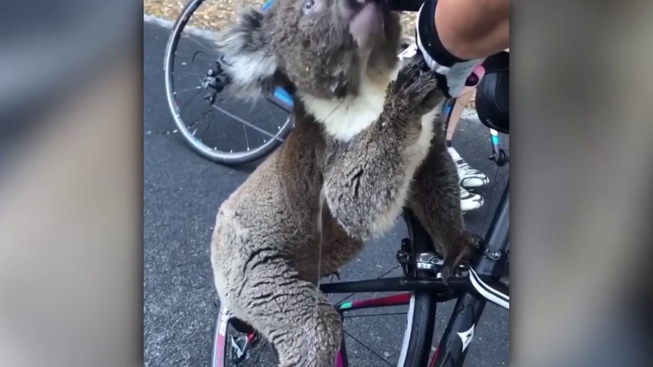 Koala BEGS for WATER as wildfires continue on Australia - YouTube