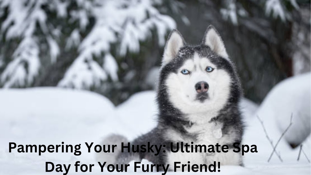 "Pampering Your Husky: Ultimate Spa Day for Your Furry Friend!" - YouTube