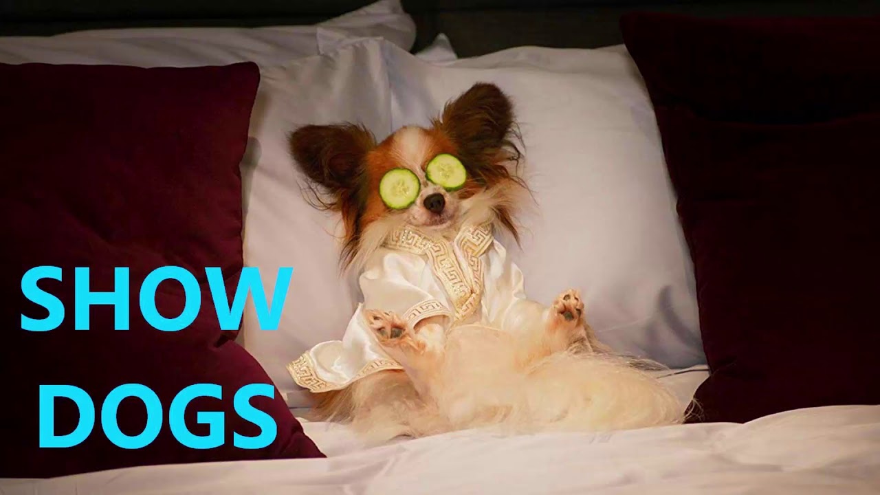Show Dogs Soundtrack - Philippe Confronts Chauncey - YouTube
