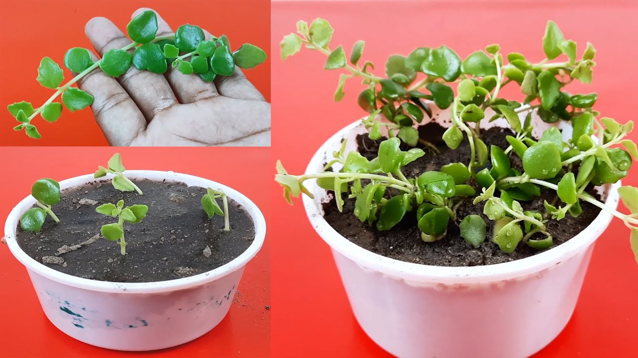 How to grow tangle heart from cutting easily at home - YouTube