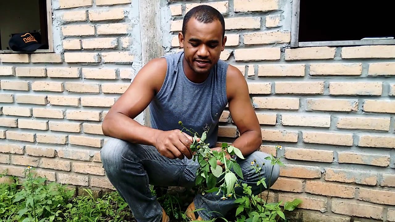 Para Que Serve Carrapicho De Agulha - LIBRAIN