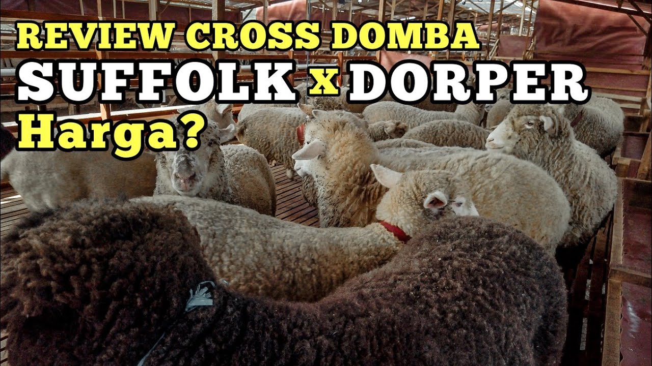 Harga Domba F1 Mulai 75 Ribu Per Kilo, Dorper, Suffolk, Merino, Awassi ...