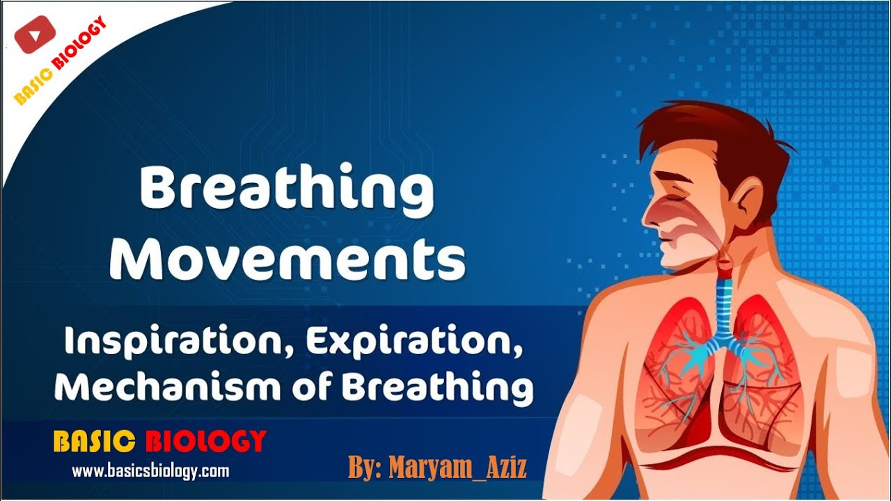 Breathing Mechanism Animation Inhalation Exhalation Breathing Process breathing-mechanism-animation-inhalation-exhalation-breathing-process