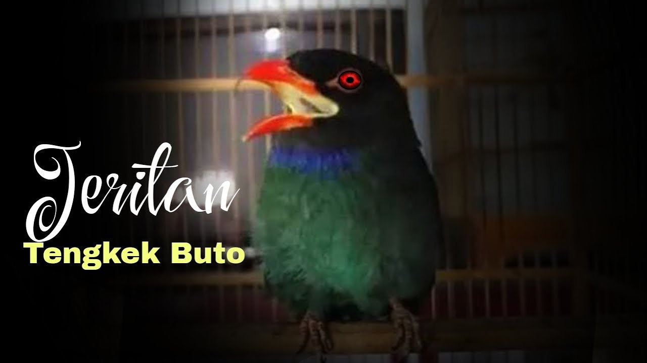 Tengkek Buto full materi kasar dan spedd - YouTube