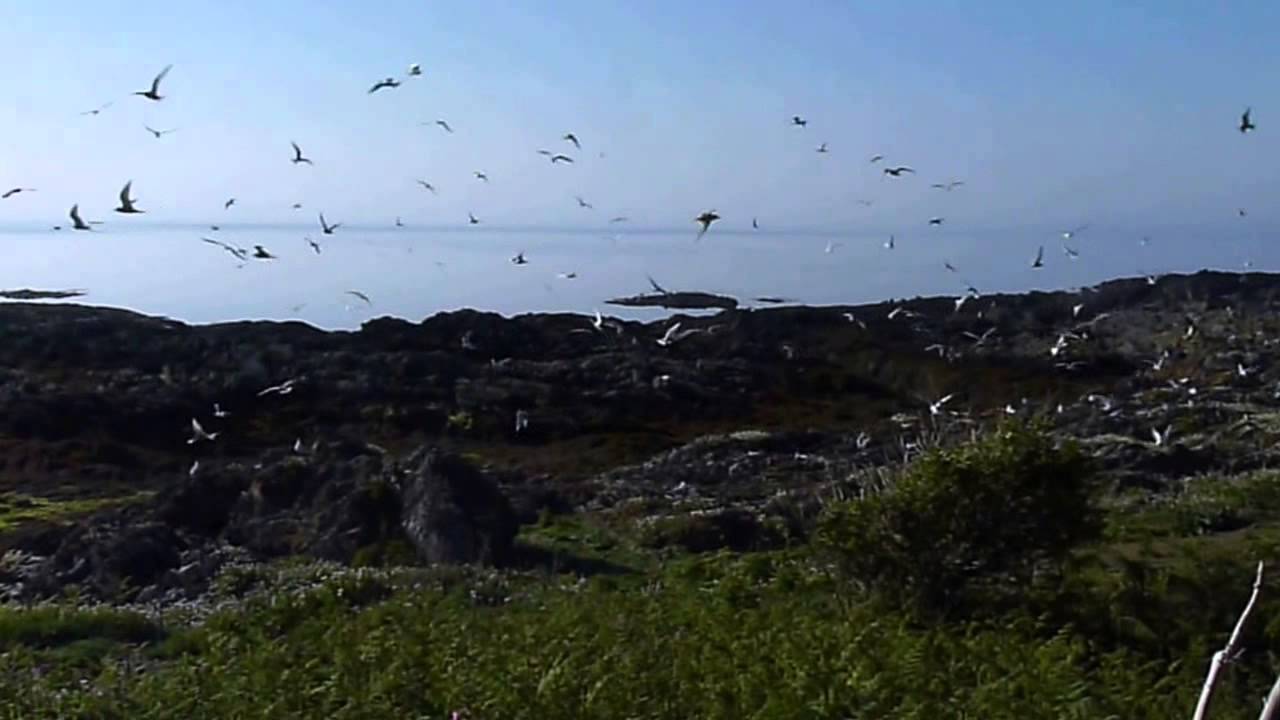 Arctic Terns on Lighthouse Island at Copeland Island - YouTube