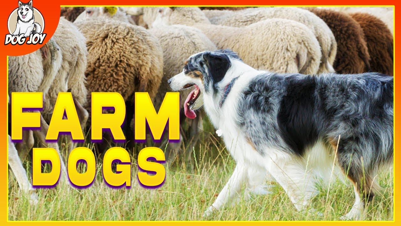 Guardians of the Harvest: Meet the Ultimate Farm Dog Breeds - YouTube
