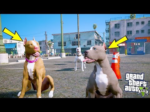 YAVRU PİTBULL İLK KEZ DİŞİ BİR PİTBULL'A KARŞILAŞIYOR! - GTA 5