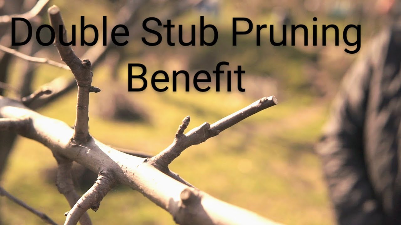 Apple Pruning:-Duble Stub Benefit - YouTube