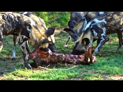 A pack of wild dogs eating meat - YouTube